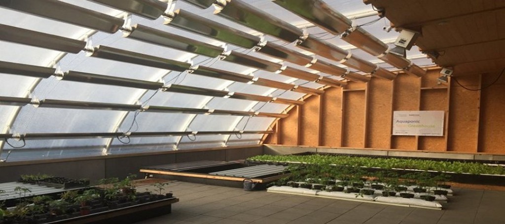 Fiche technique: poisson rouge - Aquaponie