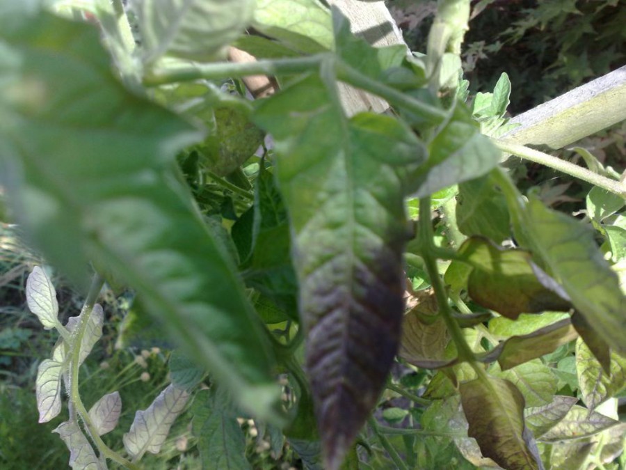 Fiche technique: poisson rouge - Aquaponie