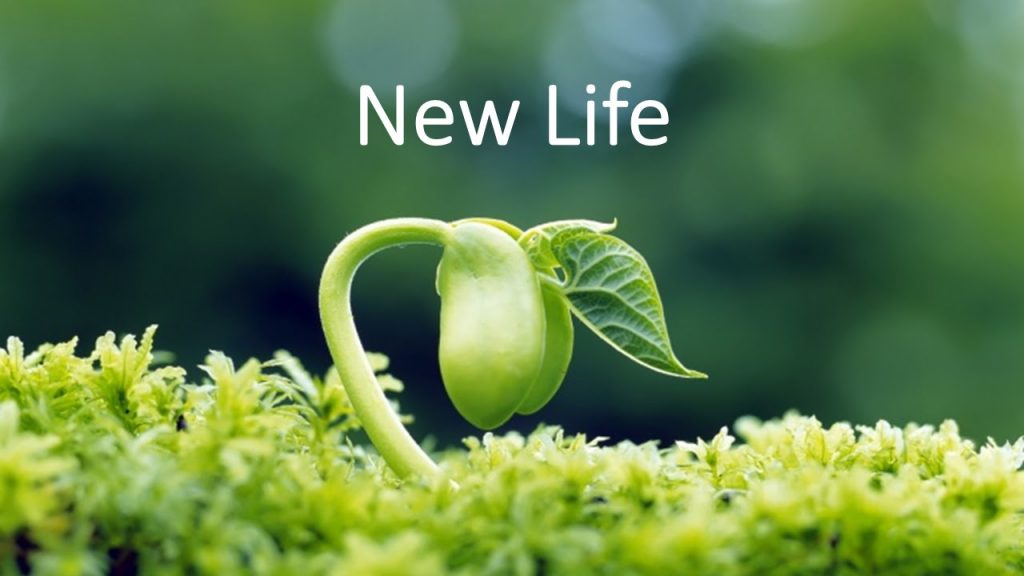 Fiche technique: poisson rouge - Aquaponie