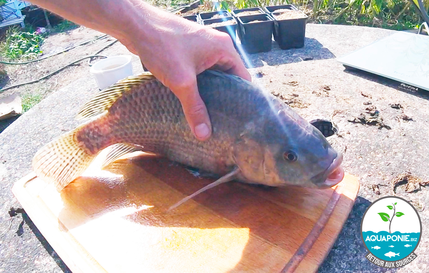 Tuer avec la méthode Ikejime - Aquaponie
