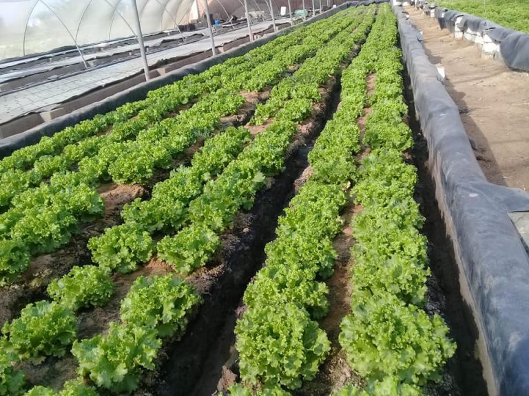 Sandponics : l'aquaponie low-tech et low cost sur sable (IAVS ...