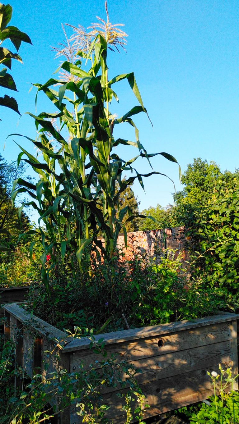 Bientôt vers un sandponics 2.0 (sabloponie 2.0) ? - Aquaponie