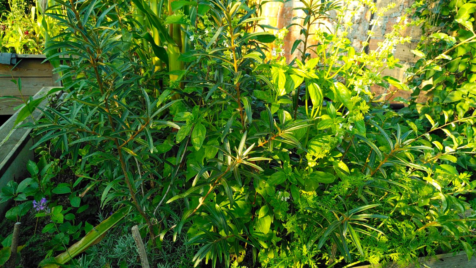 Bientôt vers un sandponics 2.0 (sabloponie 2.0) ? - Aquaponie